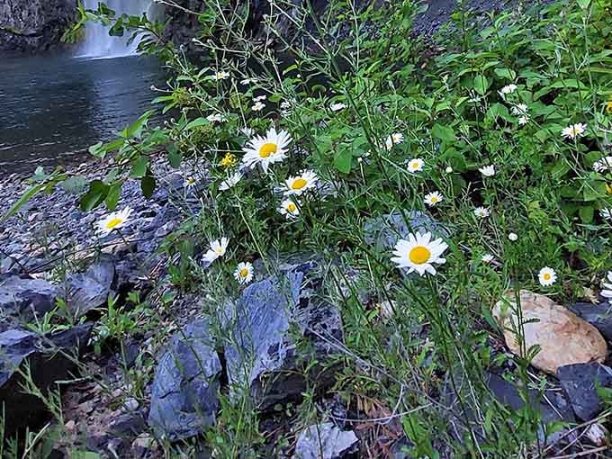 Wild daisies bloom along the rocky shoreline, proof that beauty here shows up absolutely everywhere you look.