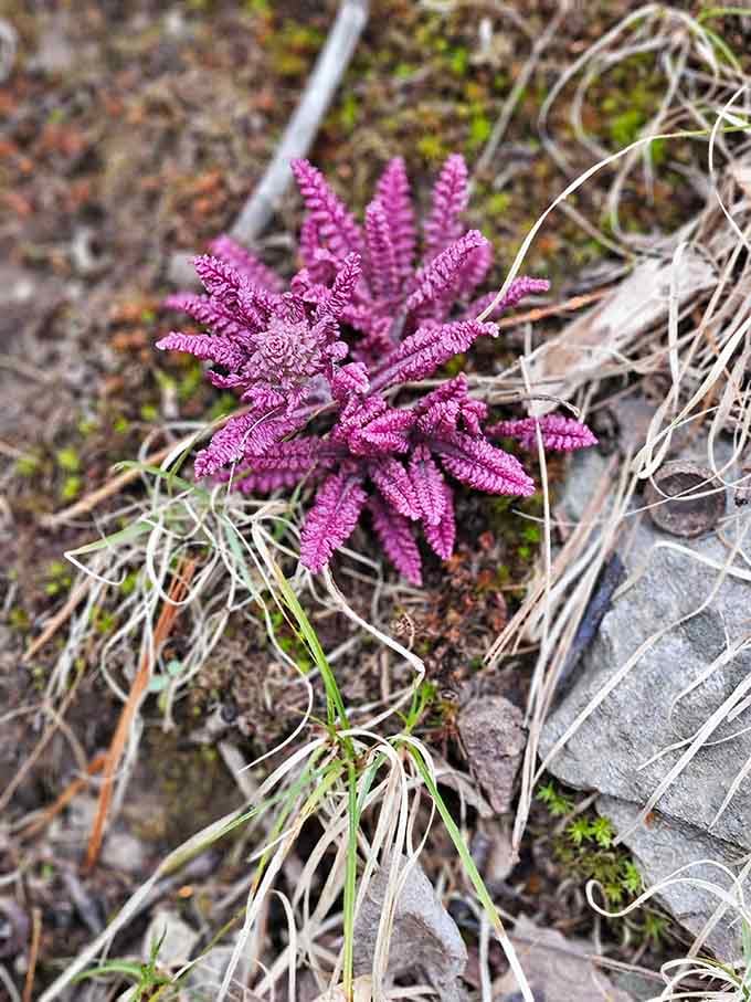 Tiny, vivid, and completely unbothered, this little wildflower is proof that the gorge saves surprises for those who look down.