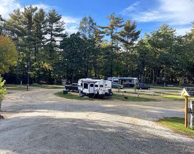 RV life under a canopy of pines, because some neighborhoods just have better scenery.