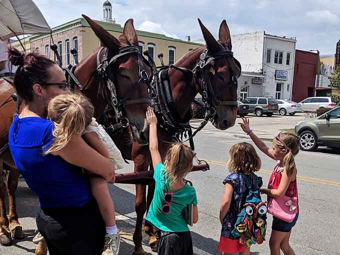 When kids reach out to touch a mule on a city street, you know the experience is doing something right. Pure magic.