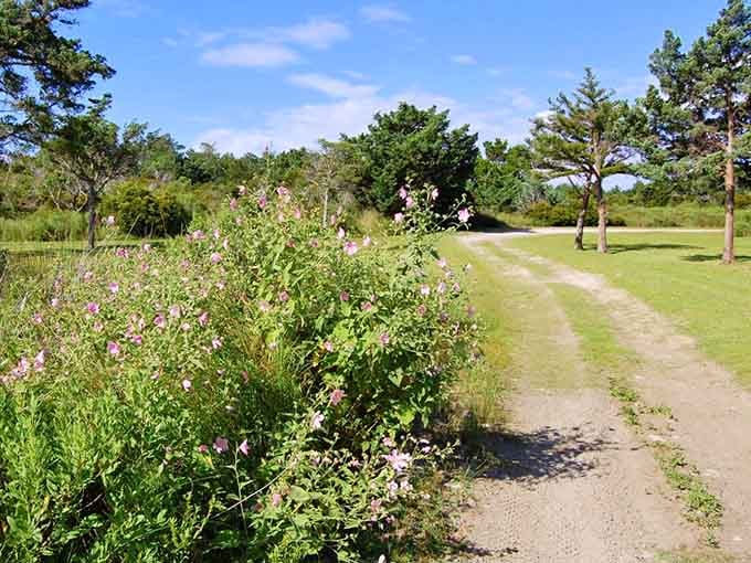 Wild roses lining a sandy path on a deserted island. Nature clearly didn't get the memo about the village closing.