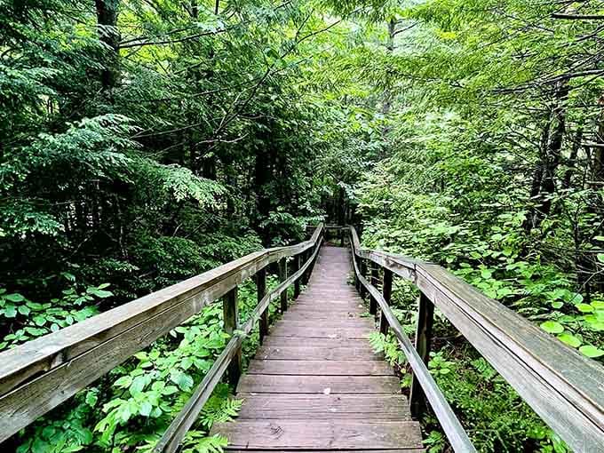 This wooden boardwalk through the forest is basically nature's version of a red carpet entrance.