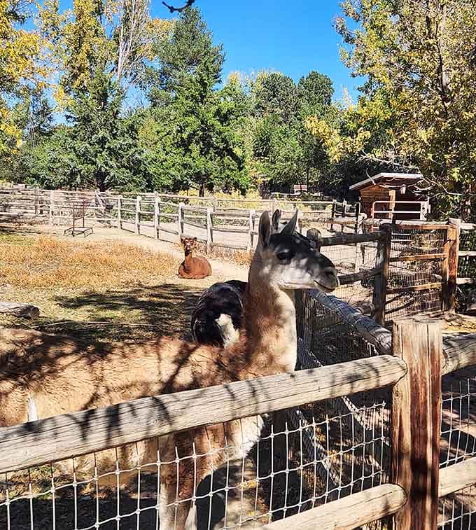 This llama's expression suggests it knows exactly what you said about it last visit and hasn't forgotten a single word.