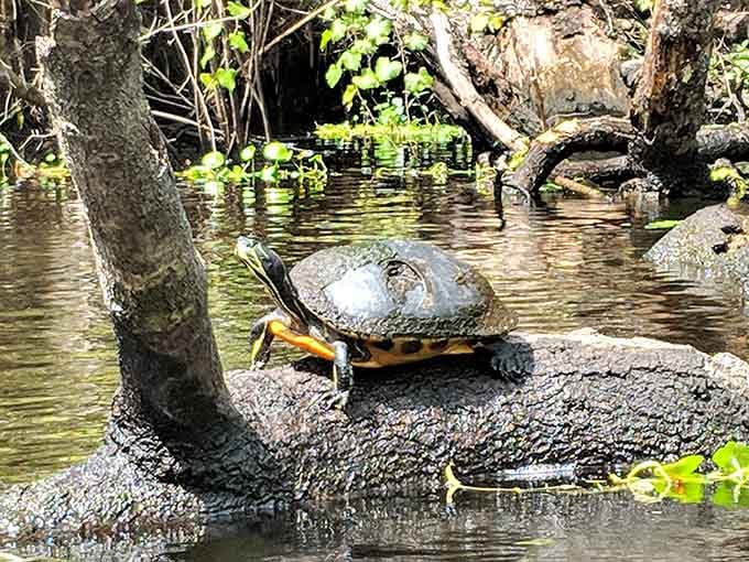This turtle's got the right idea – find a sunny spot and contemplate absolutely nothing for a few hours.