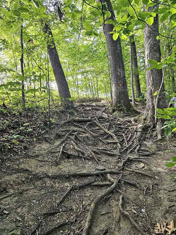 Tree roots weave across the trail like nature's own welcome mat, reminding you this forest has been here far longer than you have.