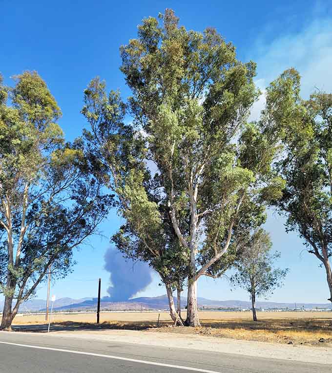 Wide open skies and eucalyptus trees reminding you that California still has room to breathe.
