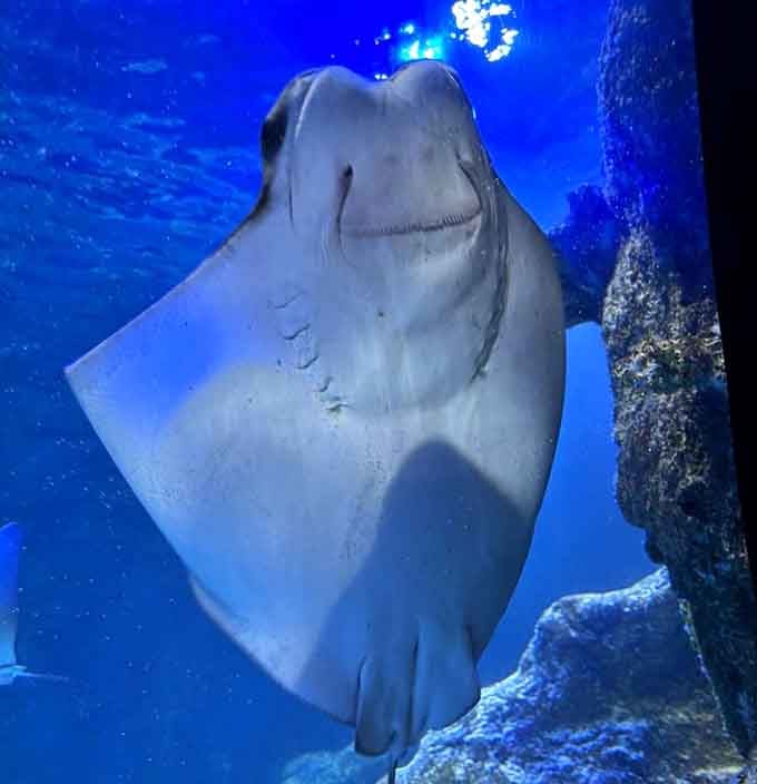 This stingray's permanent smile suggests it knows something delightful that you're about to discover for yourself.