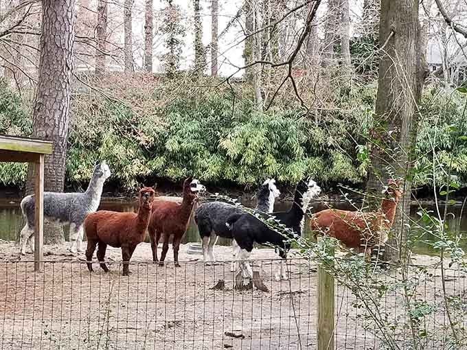 A whole crew of alpacas just standing around, judging you quietly, and honestly, fair enough.