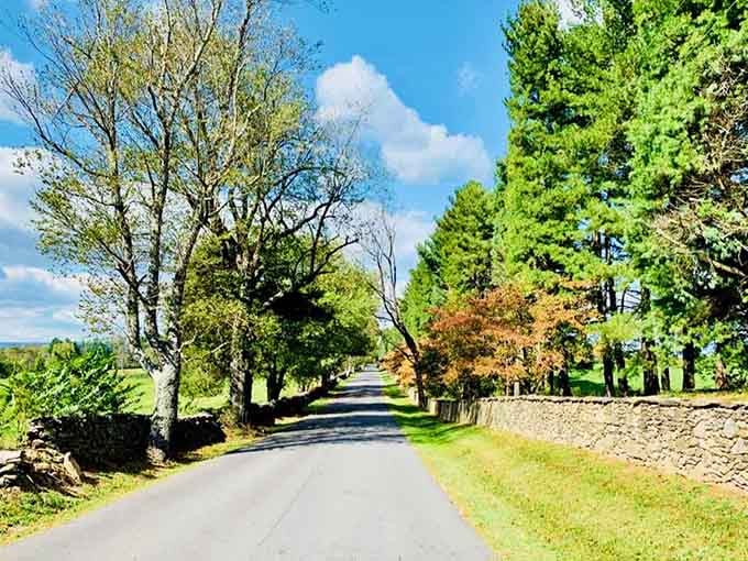 Stone walls on one side, towering pines on the other, and not a single billboard in sight.