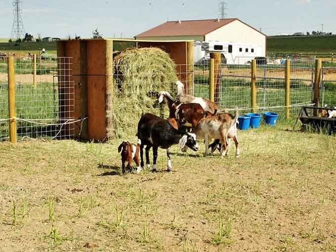 Lunchtime at SonFlower Ranch looks like organized chaos, and the goats wouldn't have it any other way.