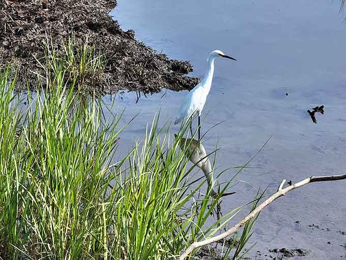 This snowy egret at Stono River County Park is clearly unbothered, and honestly, we should all take notes.