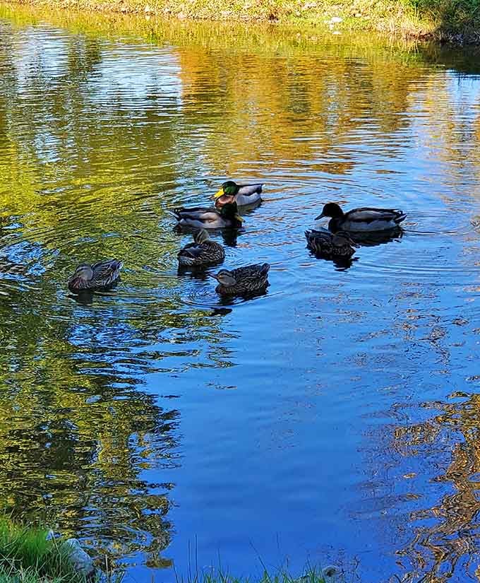 Mallards living their absolute best life, completely unbothered, and honestly setting a fine example for the rest of us.