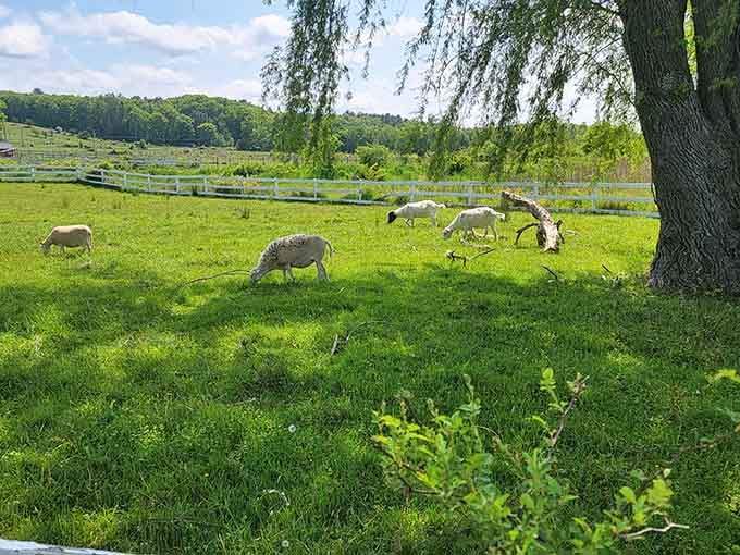 Sheep grazing under a willow tree with the kind of peaceful energy most of us pay therapists for.