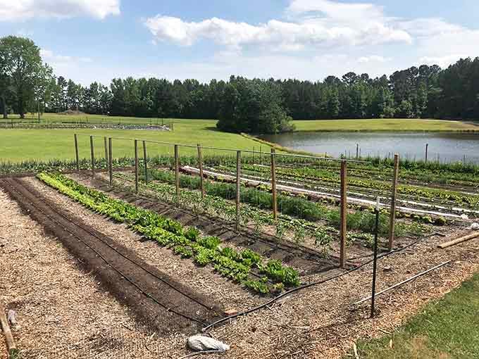 Local farms keep Tarboro connected to the land, proving fresh vegetables don't require a farmer's market markup.