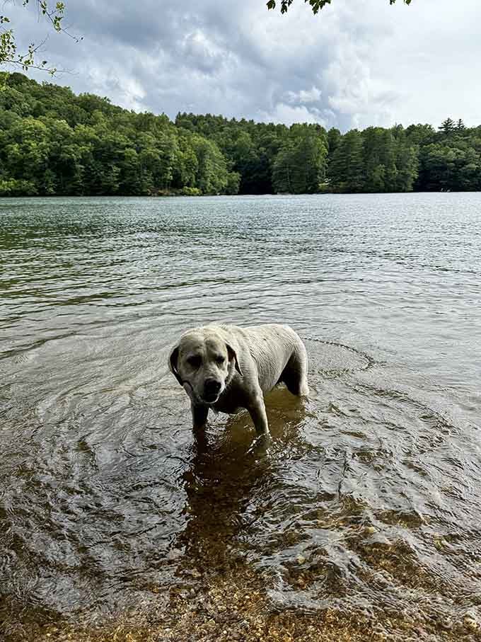Even the dog figured out that mountain lake water on a warm day is basically perfection.