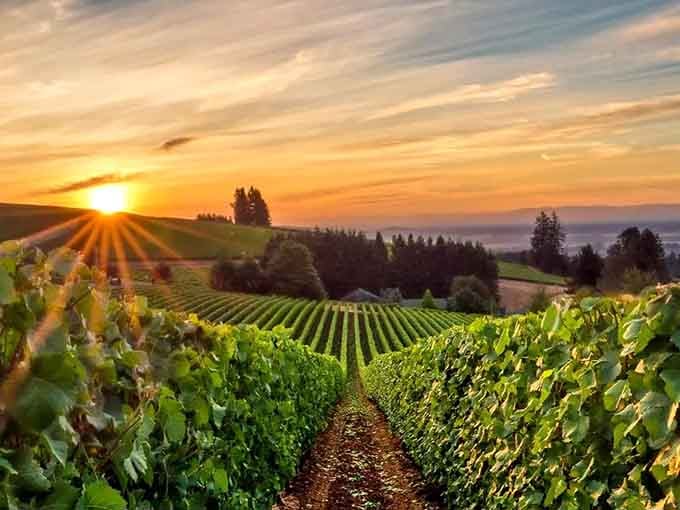 When the Willamette Valley sunset hits just right, even your phone camera feels like a professional photographer.
