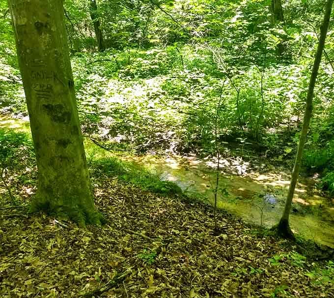 Sunlight dances on the stream like nature's own disco ball, minus the questionable music choices.