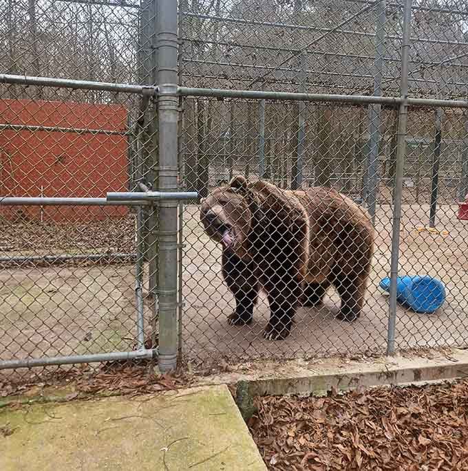 This grizzly bear has opinions, and judging by that wide-open mouth, he's sharing every single one of them.