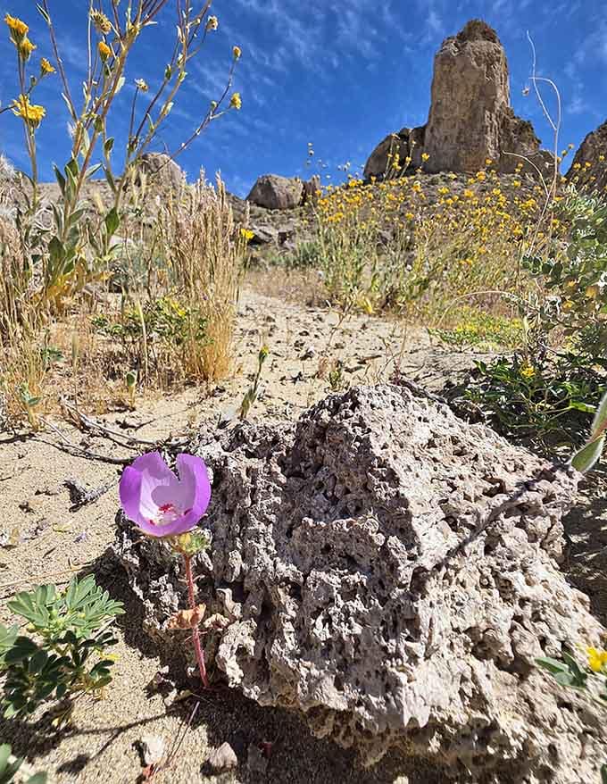 Proof that the desert has a softer side, tiny wildflowers blooming defiantly at the feet of ancient stone giants.