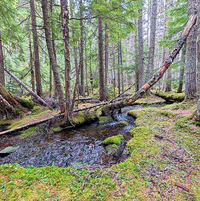 Moss-covered rocks and a quietly rushing stream. The Tubal Cain Trail delivers scenery that belongs on a postcard.