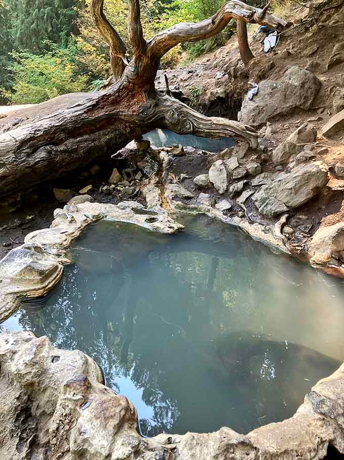 A fallen ancient tree frames this steamy pool like a rustic picture frame.