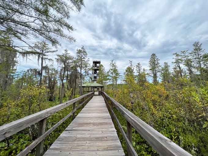 This boardwalk through Grand Bay leads to an observation tower where nature puts on free shows daily.