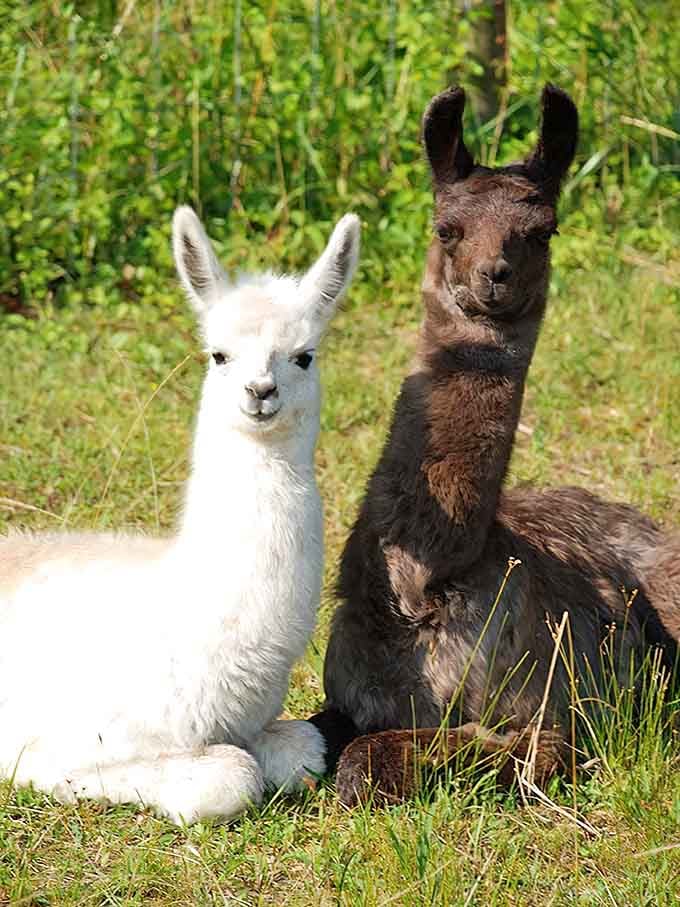 Two young alpacas rest side by side, looking like the world's softest, most photogenic best friends.