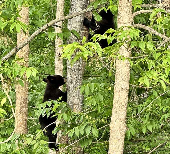 Two young bear cubs scrambling up trees, because apparently the northwoods has its own jungle gym.