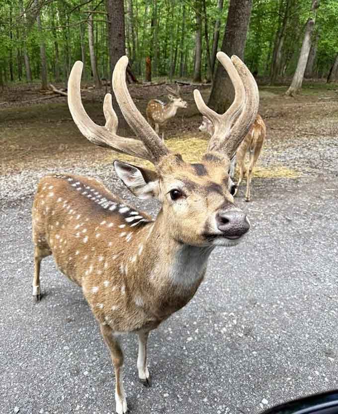 This deer's antlers are so impressive, you half expect him to start charging admission just to admire them up close.