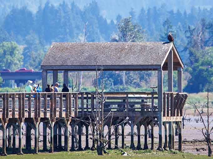 Even the bald eagle knows the best seat in the house is right on top of the observation shelter.