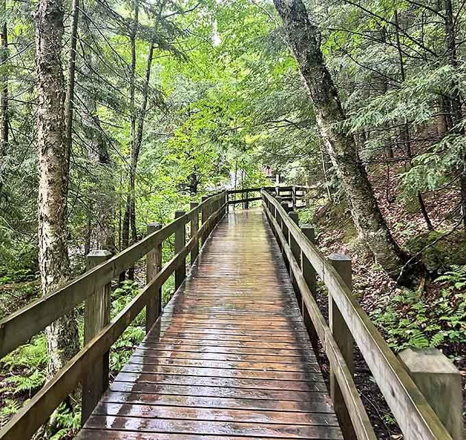 The wooden boardwalk leads you deeper into the woods, and yes, something wonderful is waiting ahead.
