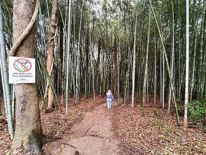 The sign says don't cut the bamboo. Wise advice. Some things are better left exactly as nature intended.