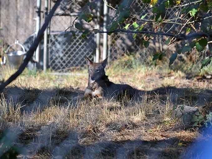 This wolf's afternoon nap game is stronger than yours will ever be, and honestly, we should all be taking notes.