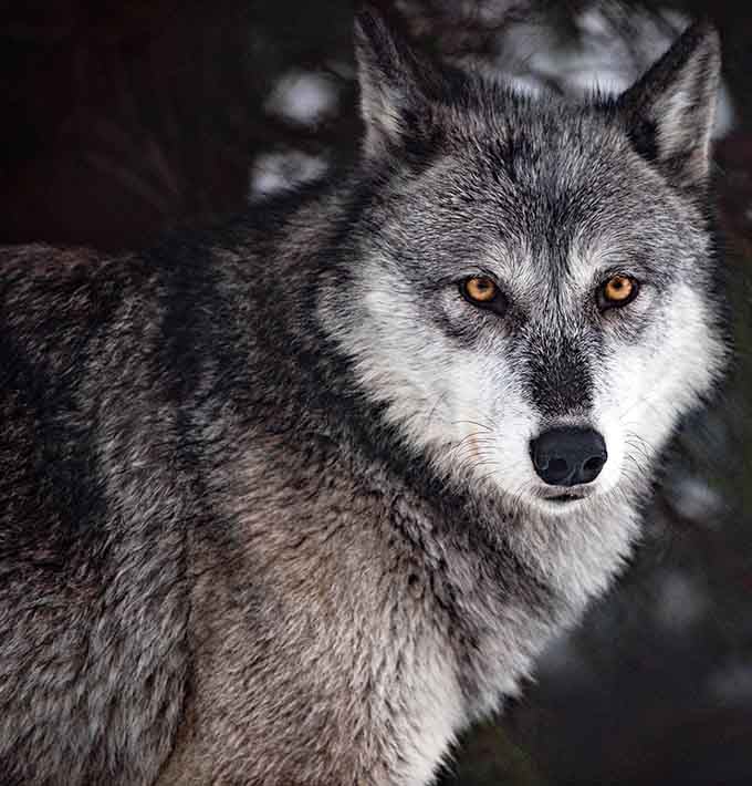 Those amber eyes have seen things, and right now they're seeing you, judging accordingly.