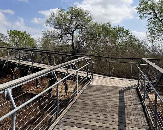 This elevated boardwalk winds through dense Rio Grande brush like a VIP backstage pass to nature's greatest show.