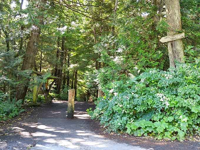 Sunlight dances through the canopy while ferns carpet the forest floor in this real-life fairy tale setting.