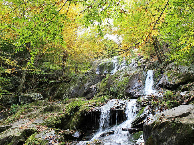 Golden canopy overhead filters sunlight onto tiered cascades, creating a cathedral-like atmosphere that's absolutely magical to witness.