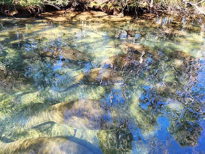 Sky reflections dance across the surface while manatees rest beneath &ndash; it's like nature's own mirror ball effect.