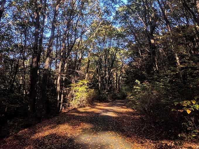 The trail to Eyrie House Ruins is pure fall magic, with golden leaves carpeting every step of your journey!