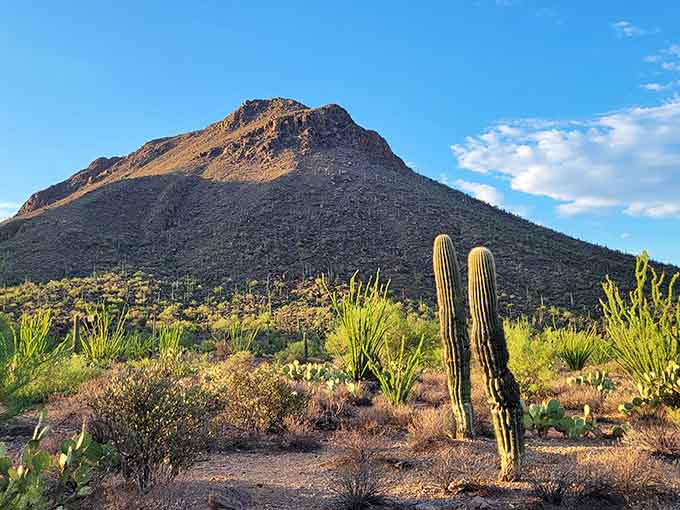 Golden evening light catches two saguaros standing tall, like old friends watching the sun clock out.