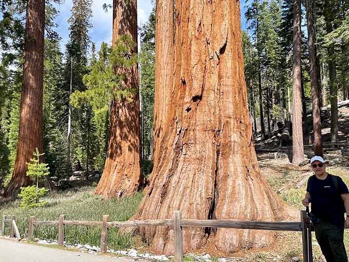 When the base of a tree needs its own fence, you know you're looking at something truly extraordinary.