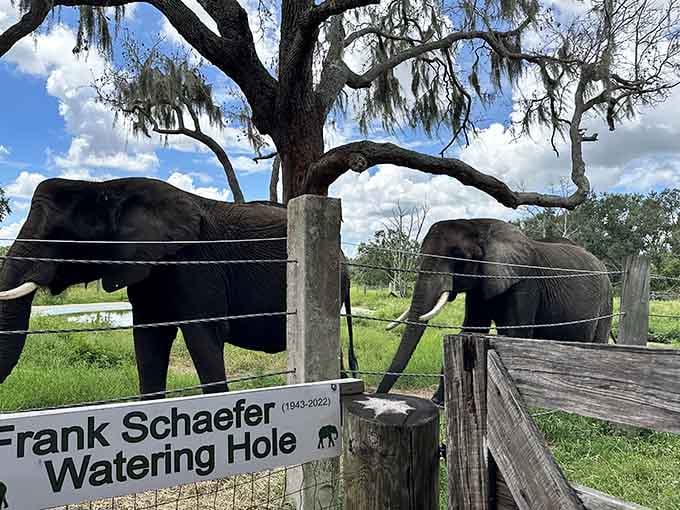 These gentle giants gather at their favorite watering hole, proving elephants have better social lives than most of us.