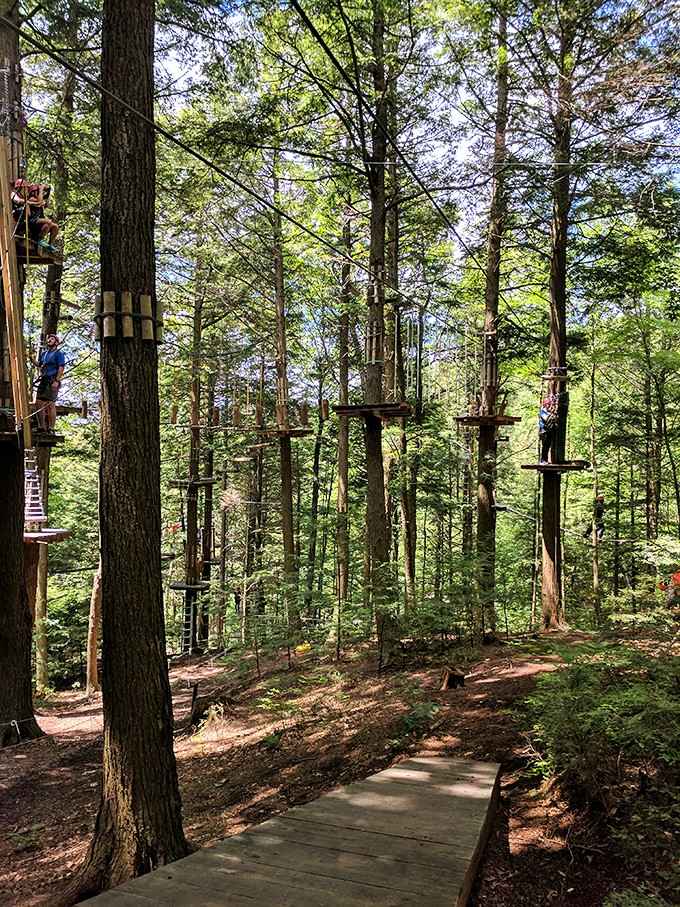 Platforms suspended between towering trees invite you to channel your inner Tarzan while safely harnessed to adventure above.