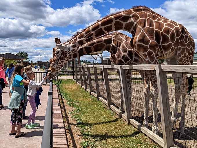 Two giraffes bend their magnificent necks down like living cranes, turning an ordinary afternoon into an absolutely extraordinary memory.