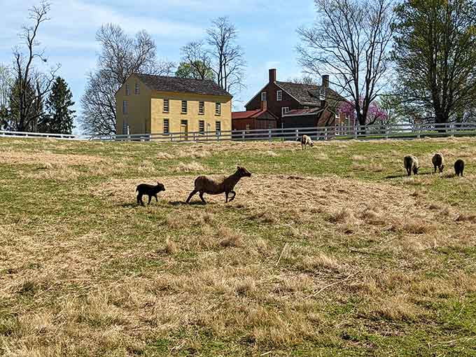 Historic yellow and red brick buildings watching over the hillside while sheep wander freely below. Time travel, Kentucky style.