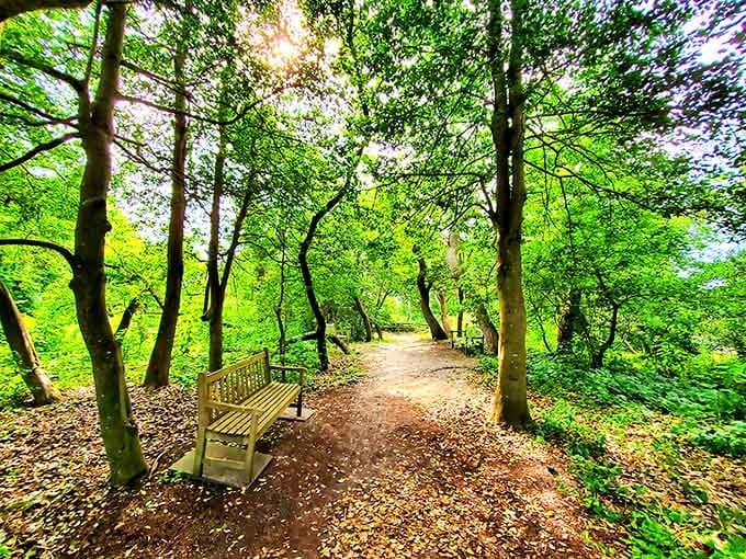 Sunlight filters through this leafy canopy like nature's own cathedral, complete with a wooden pew for contemplation.