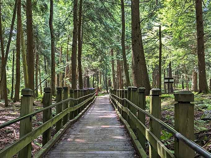 Towering hemlocks stand like ancient sentinels along Swallow Falls' mossy boardwalk, making every step feel genuinely cinematic.