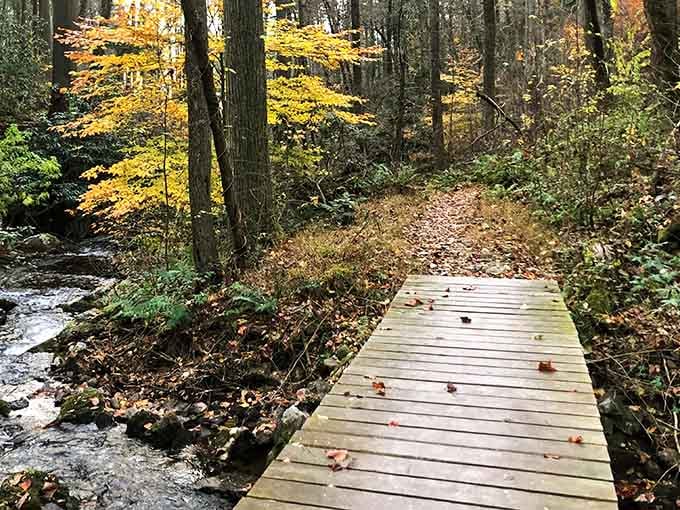Golden leaves carpet the forest floor while wooden bridges guide you deeper into this enchanted woodland realm.