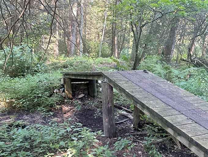 This mossy old boardwalk tucked into Topsmead's dense green understory looks like something straight out of a fairy tale.