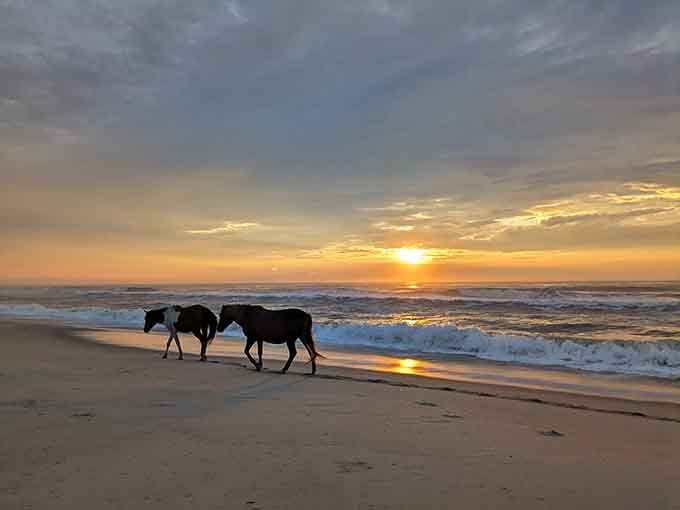 Two wild ponies strolling along the shoreline at golden sunset is the kind of scene that makes every other vacation feel slightly inadequate.